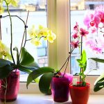 Keep Your Flowers Fresh With An Orchid Humidity Tray | Gardenably